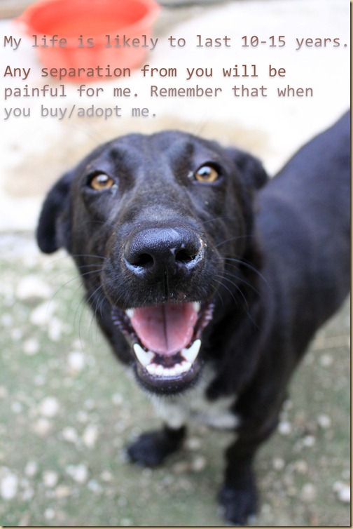 You Had Me At Woof: The 10 Canine Commandments # 1